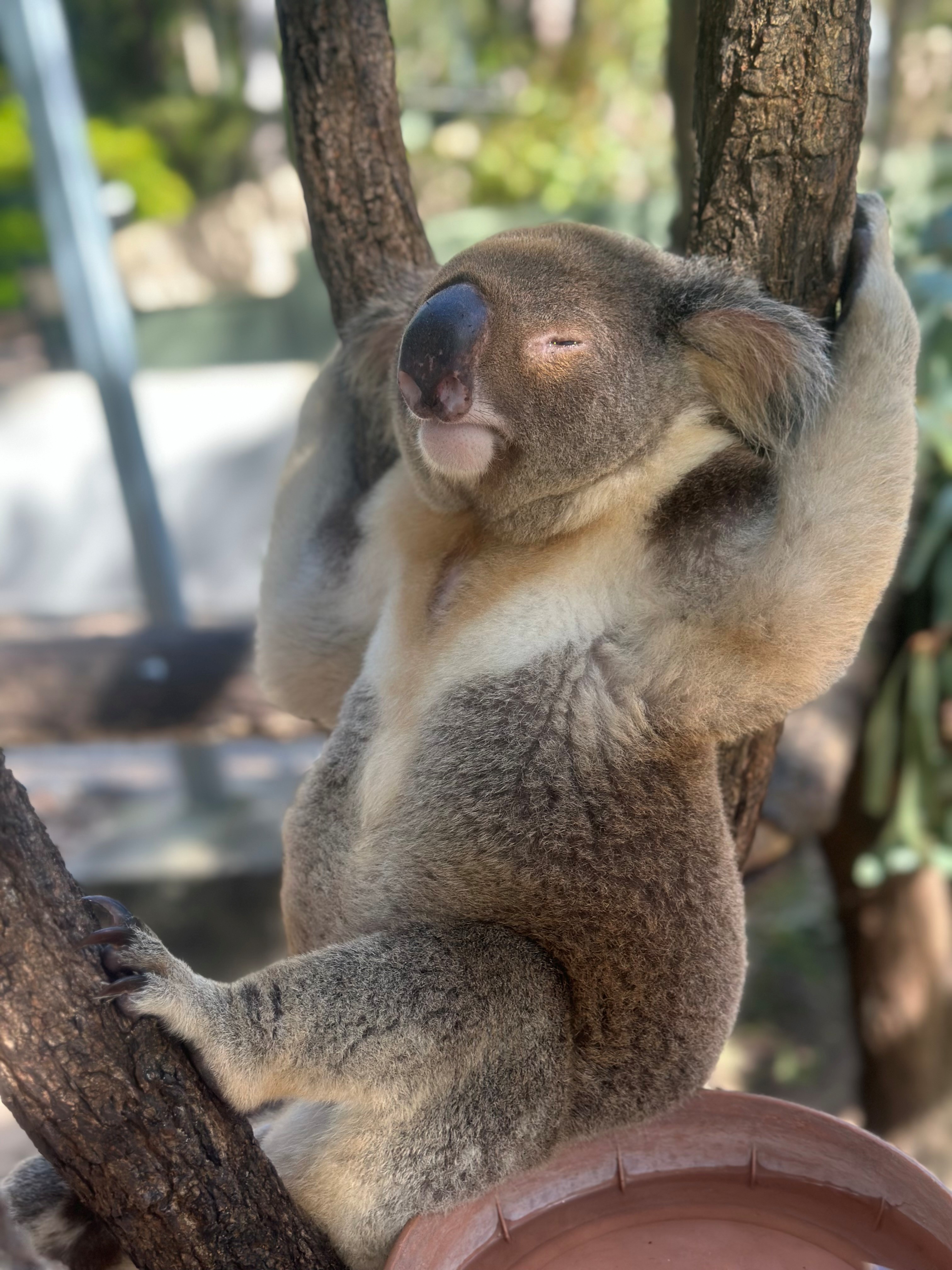 Beloved Rockhampton Zoo resident passes away - 4RO